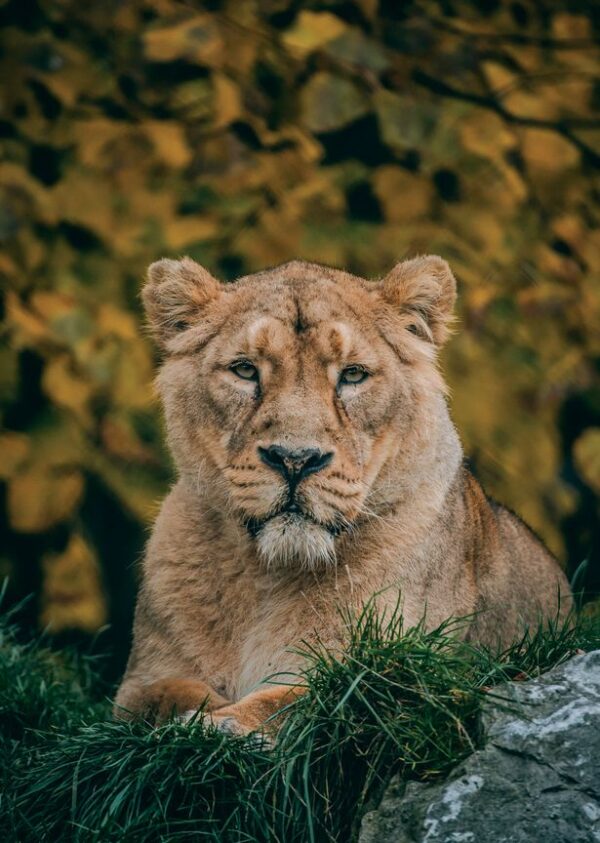 Lion Enclosure Chester Zoo - Construction Sealants Limited