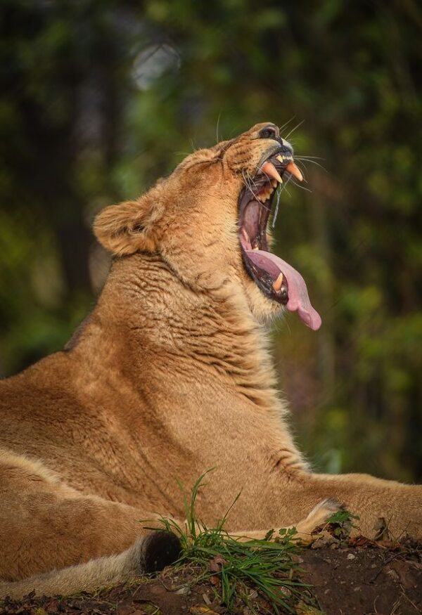 Lion Enclosure Chester Zoo - Construction Sealants Limited